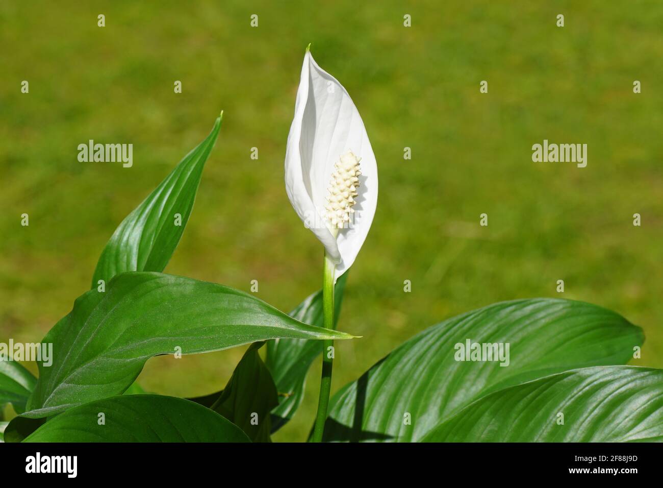 White flower of a spath or peace lily, Spathiphyllum. Family Araceae ...