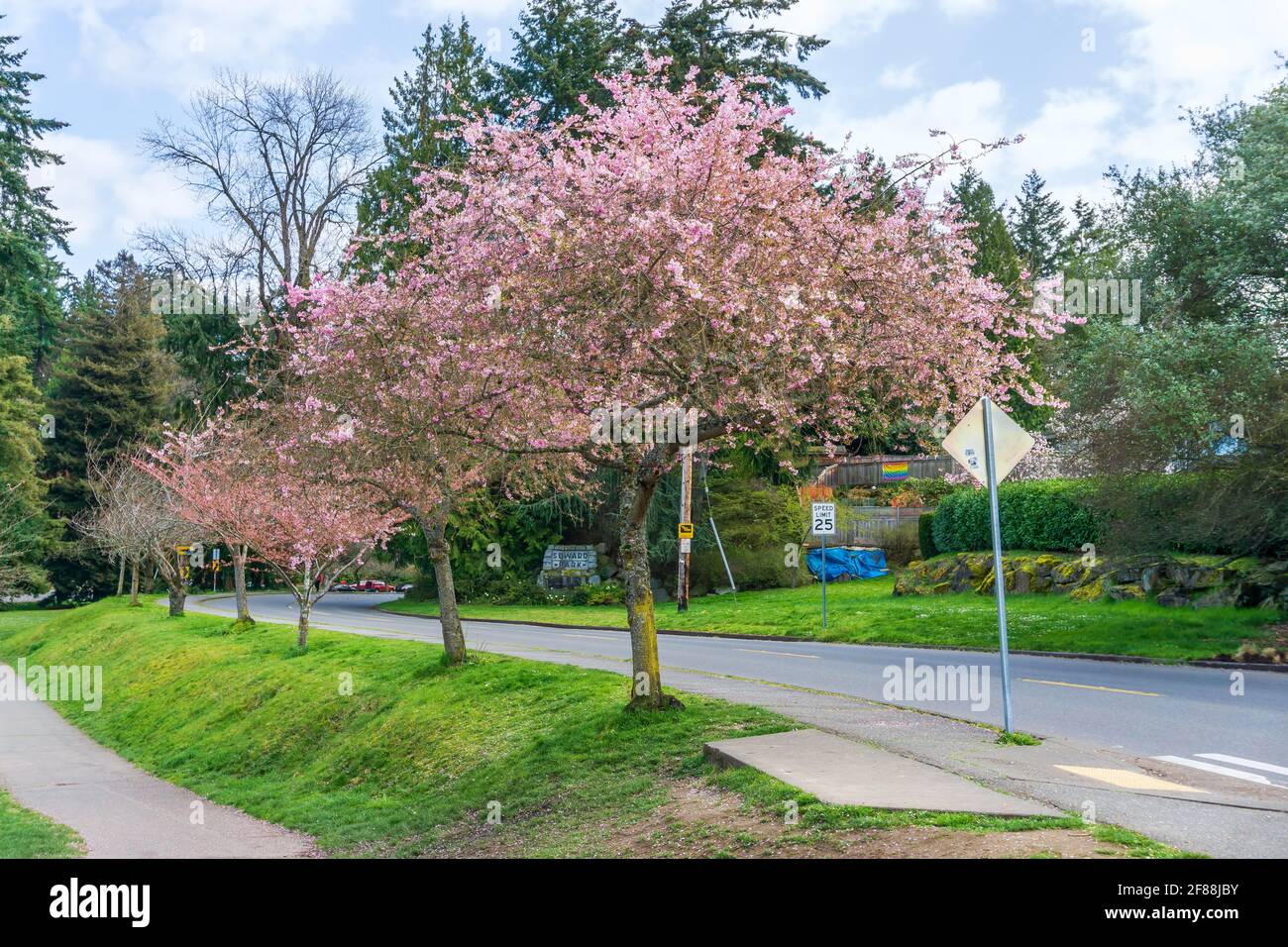 A view of blooming cherry trees ling the street by Lake Washington in ...