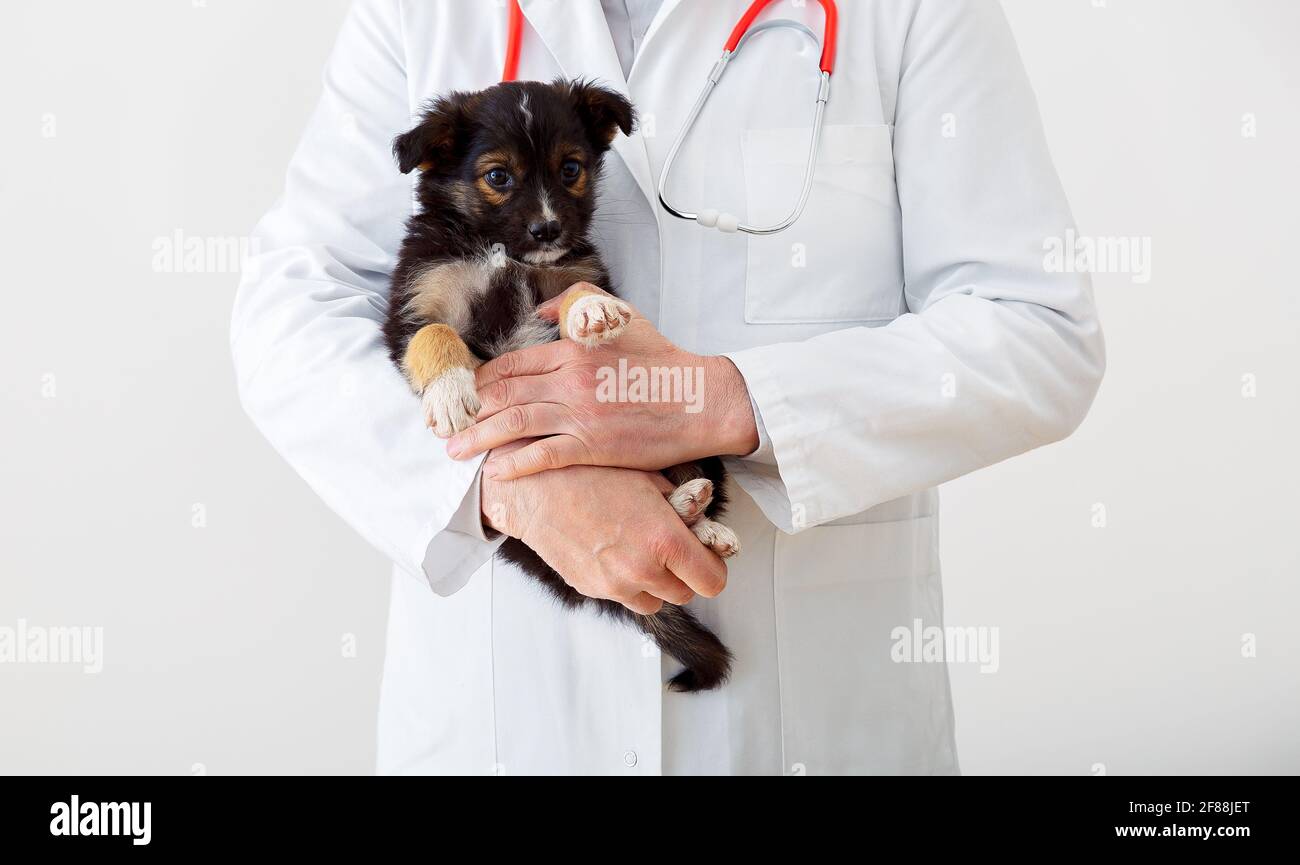 What Is Involved In A Puppy Vet Check