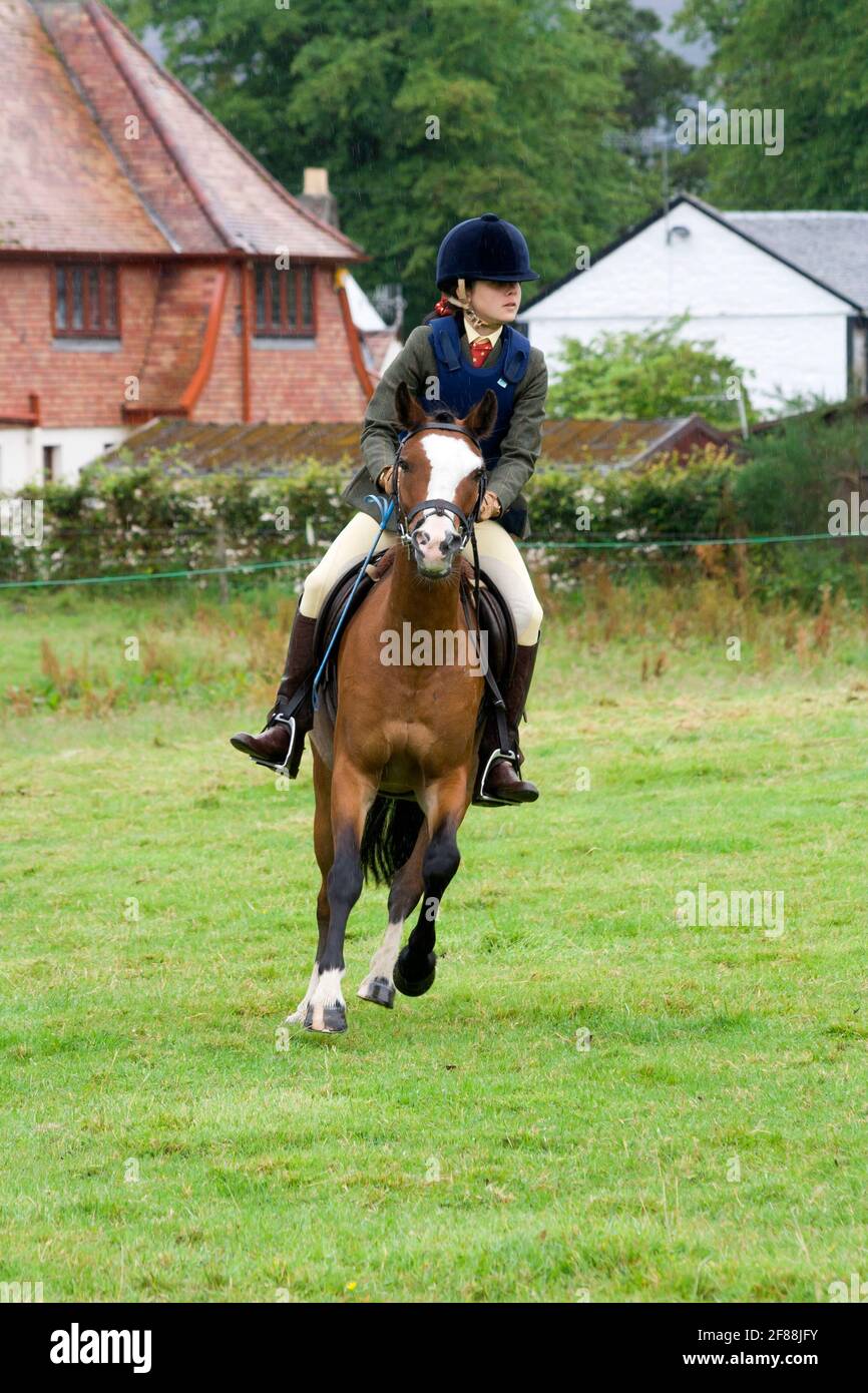 Equine Young Pony Uk High Resolution Stock Photography and Images - Alamy