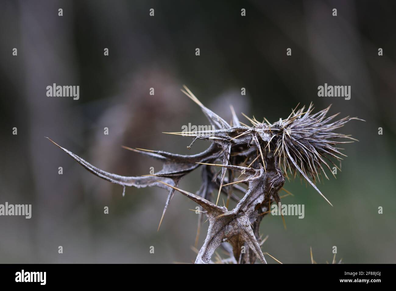 Thorns thorn weed hi-res stock photography and images - Alamy