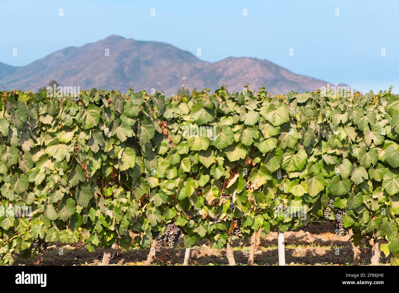 Vine crops at a vineyard at Colchagua valley, Chile Stock Photo - Alamy