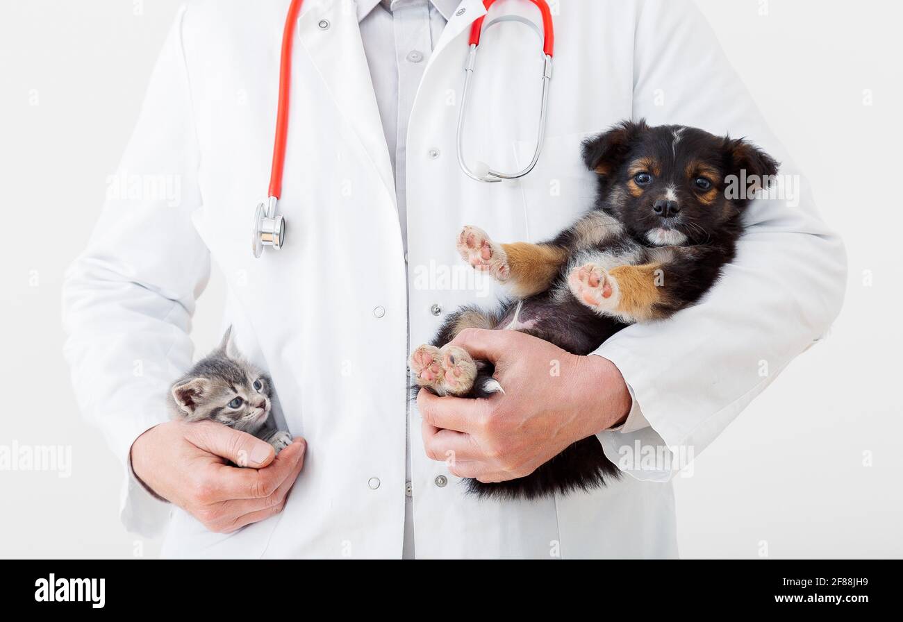 Cat and dog in Vet doctor hands. Doctor veterinarian keeps kitten in ...
