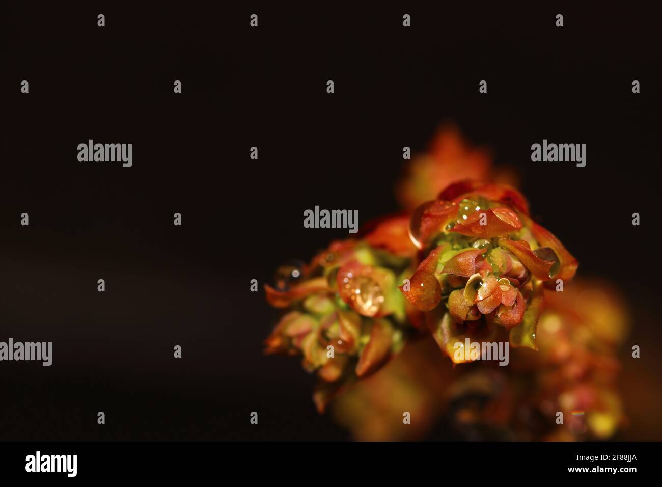 Blueberry bud High Resolution Stock Photography and Images - Alamy