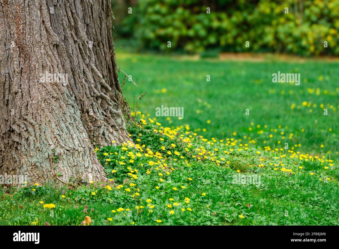 Bottom of a tree hi-res stock photography and images - Alamy