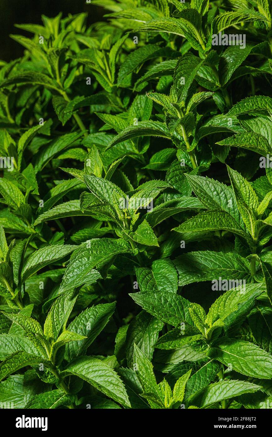 Texture from leaves juicy hi-res stock photography and images - Alamy