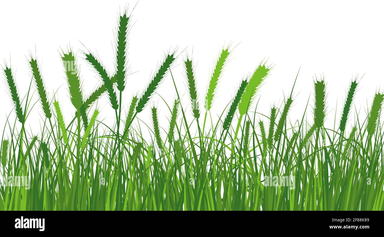 Wheat on meadow grass. Fresh color plants, seasonal growth grass ...