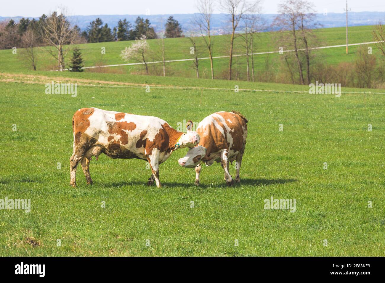 Happy cows are playing on the meadow, spring time Stock Photo - Alamy