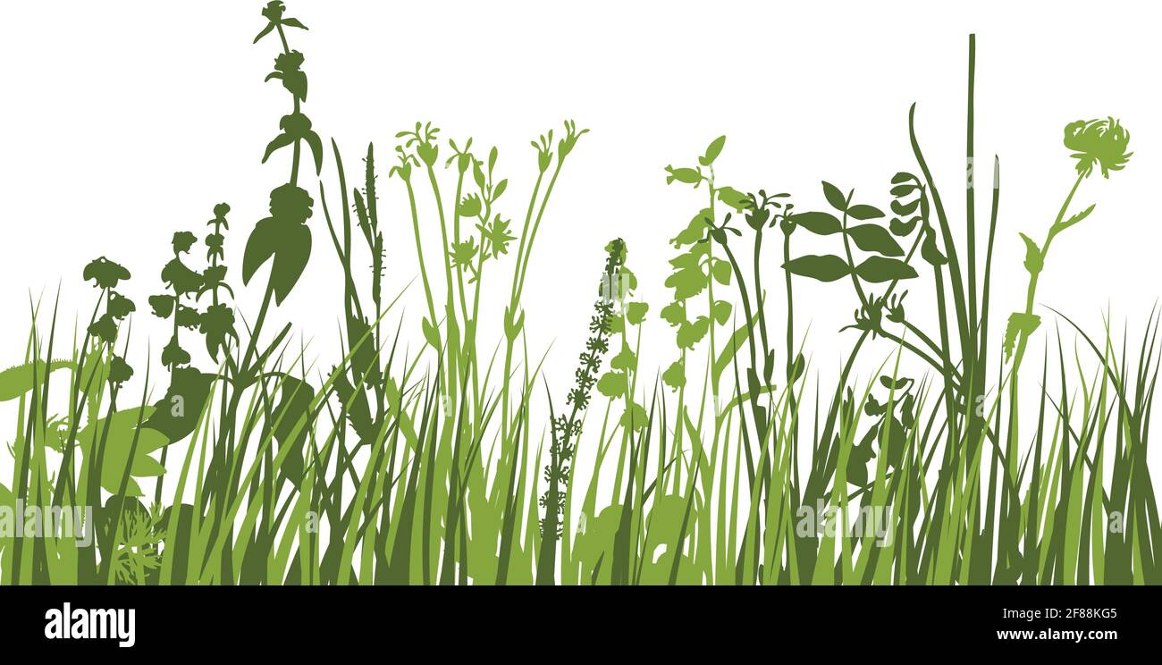 Green spring meadow grass. Fresh color plants, seasonal growth grass ...