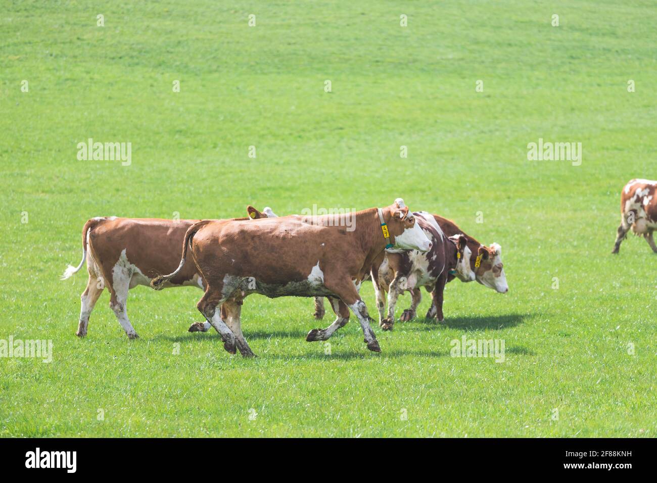 Happy cows are grazing on the meadow, spring time Stock Photo - Alamy