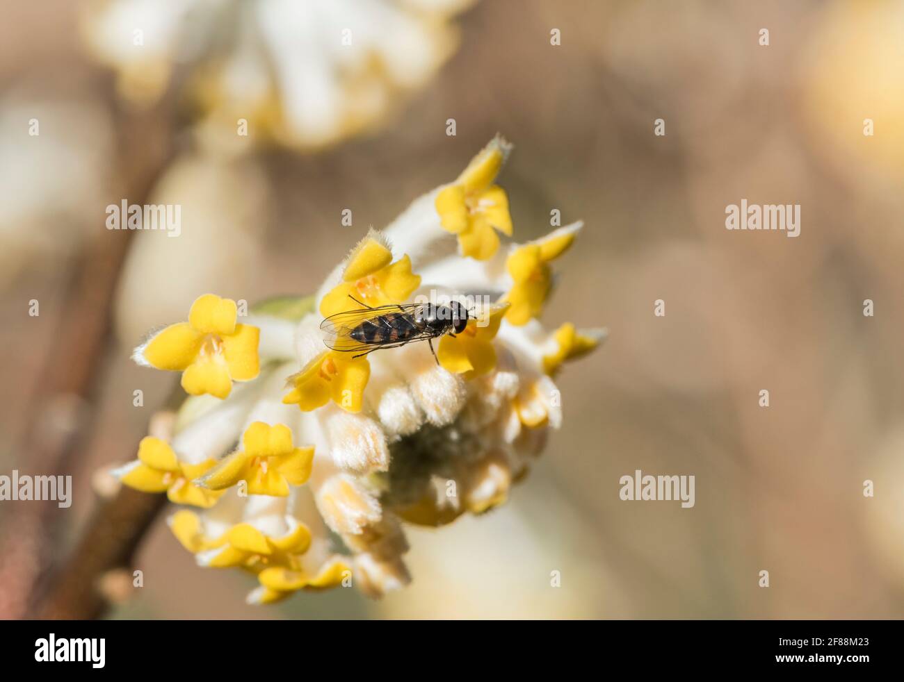 Hoverfly, Meliscaeva auricollis, on Edgeworthia chrysantha Stock Photo ...