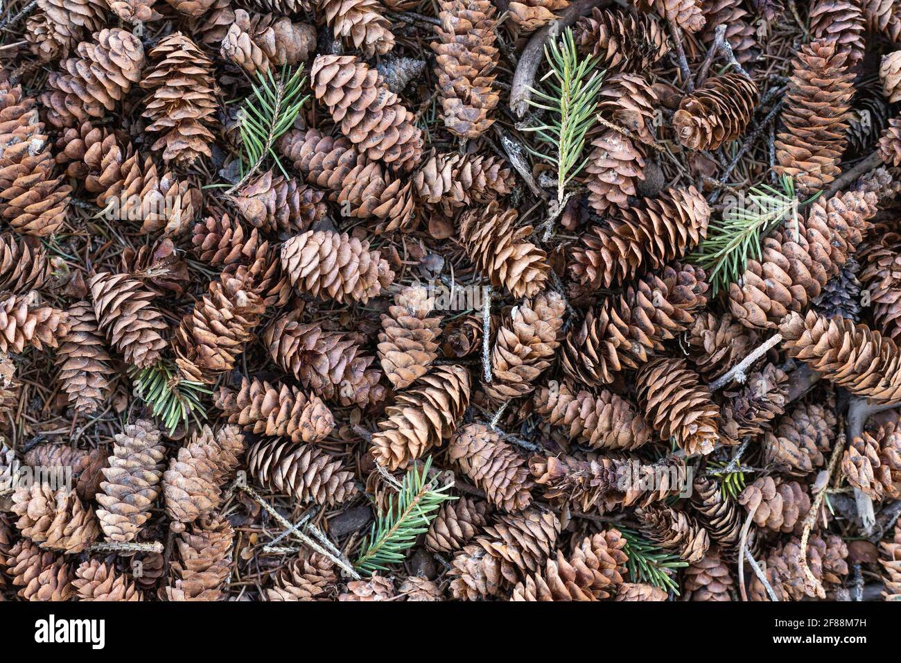 Woodland texture hi-res stock photography and images - Alamy