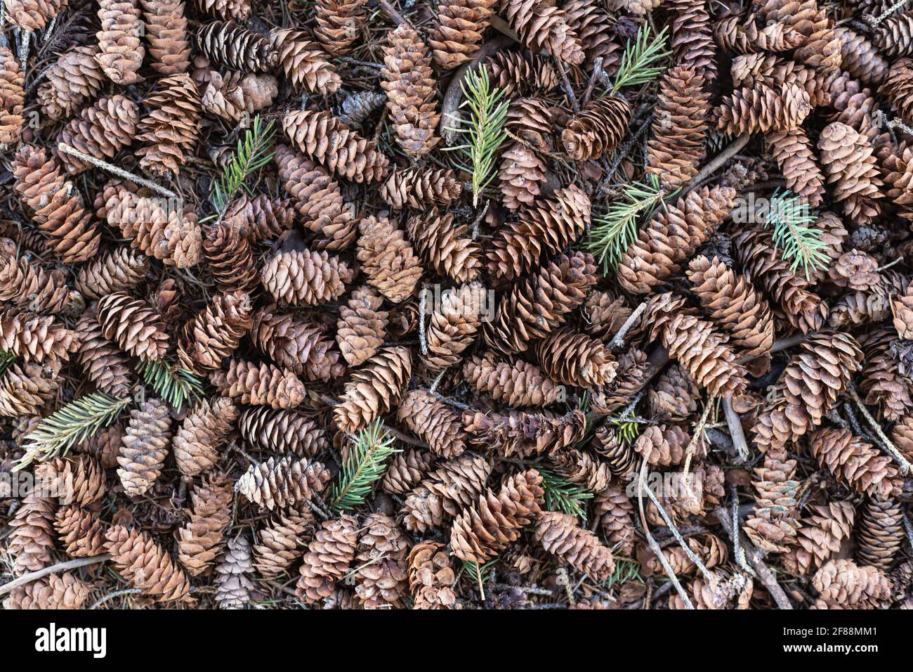Pine cones textured background in the forest Stock Photo - Alamy