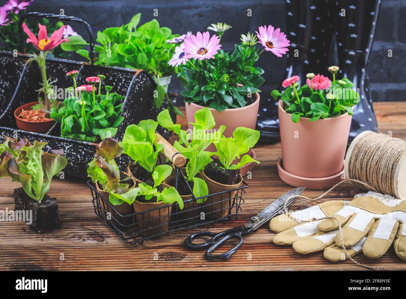 Gardening - planting and replanting, seedlings with plants in flower ...