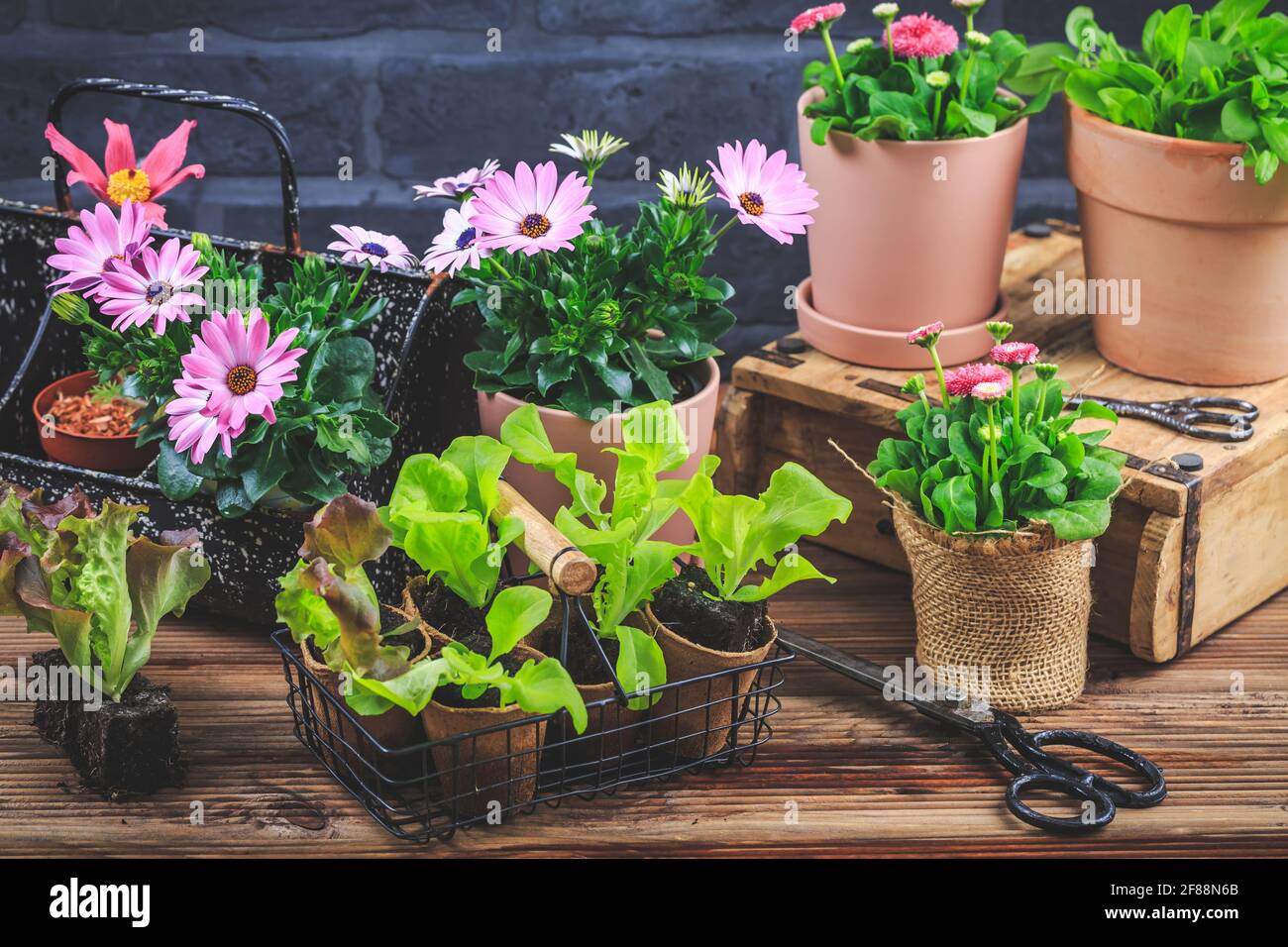 Gardening - planting and replanting, seedlings with plants in flower ...