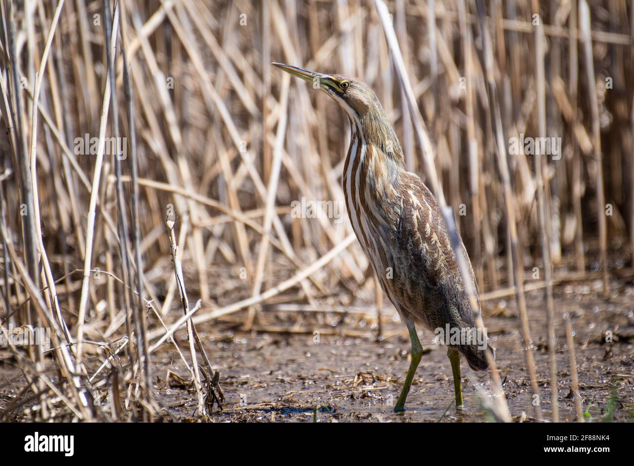 American bittern in a concealment pose with neck stretched and bill ...