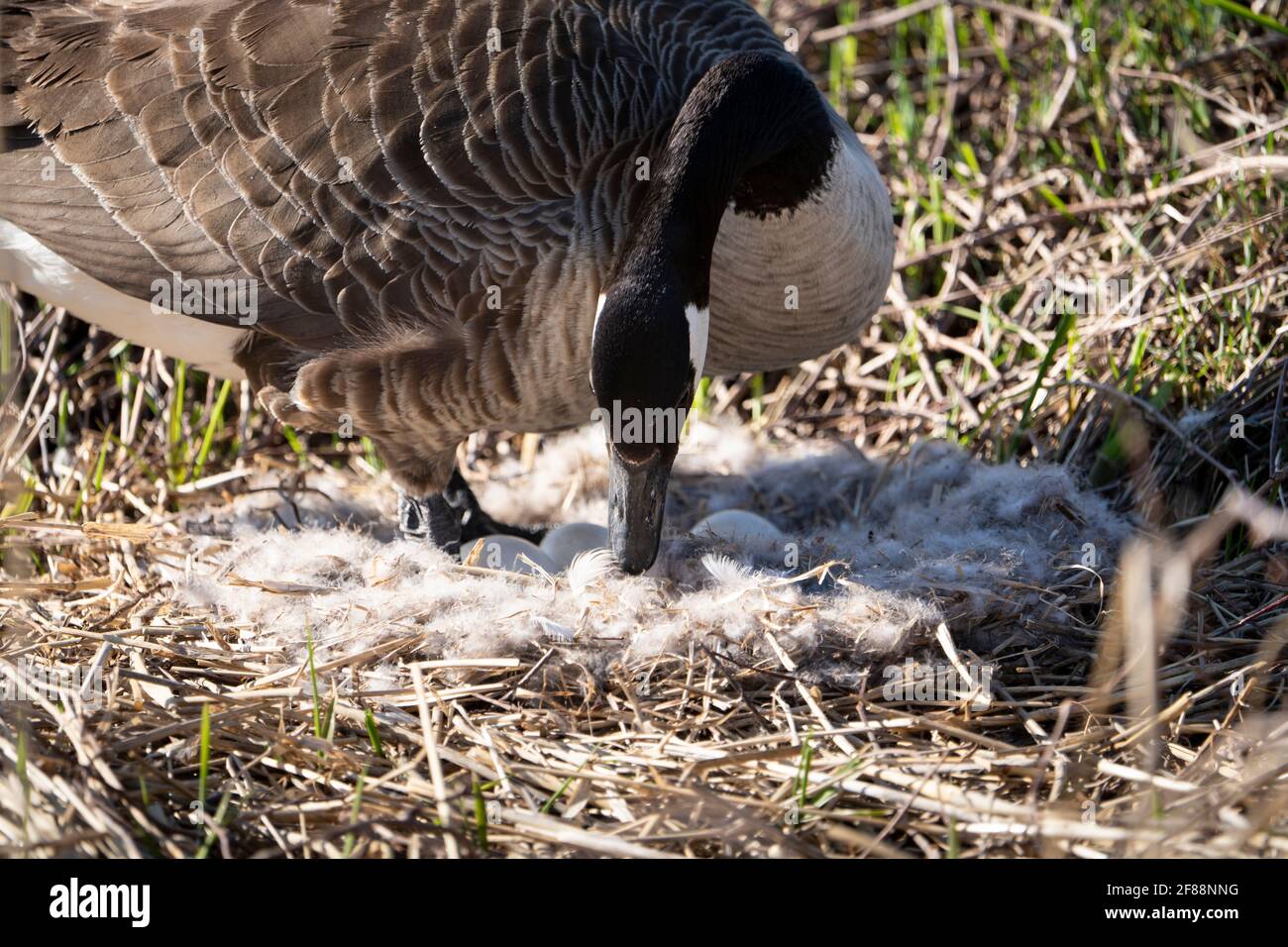 Female Canada goose attending to her nest, incubating eggs Stock Photo ...