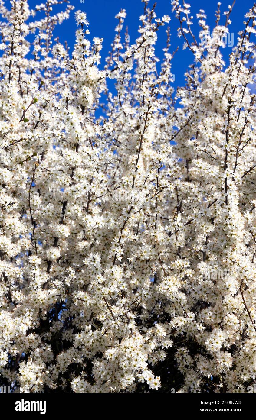 Hawthorn hedges hi-res stock photography and images - Alamy