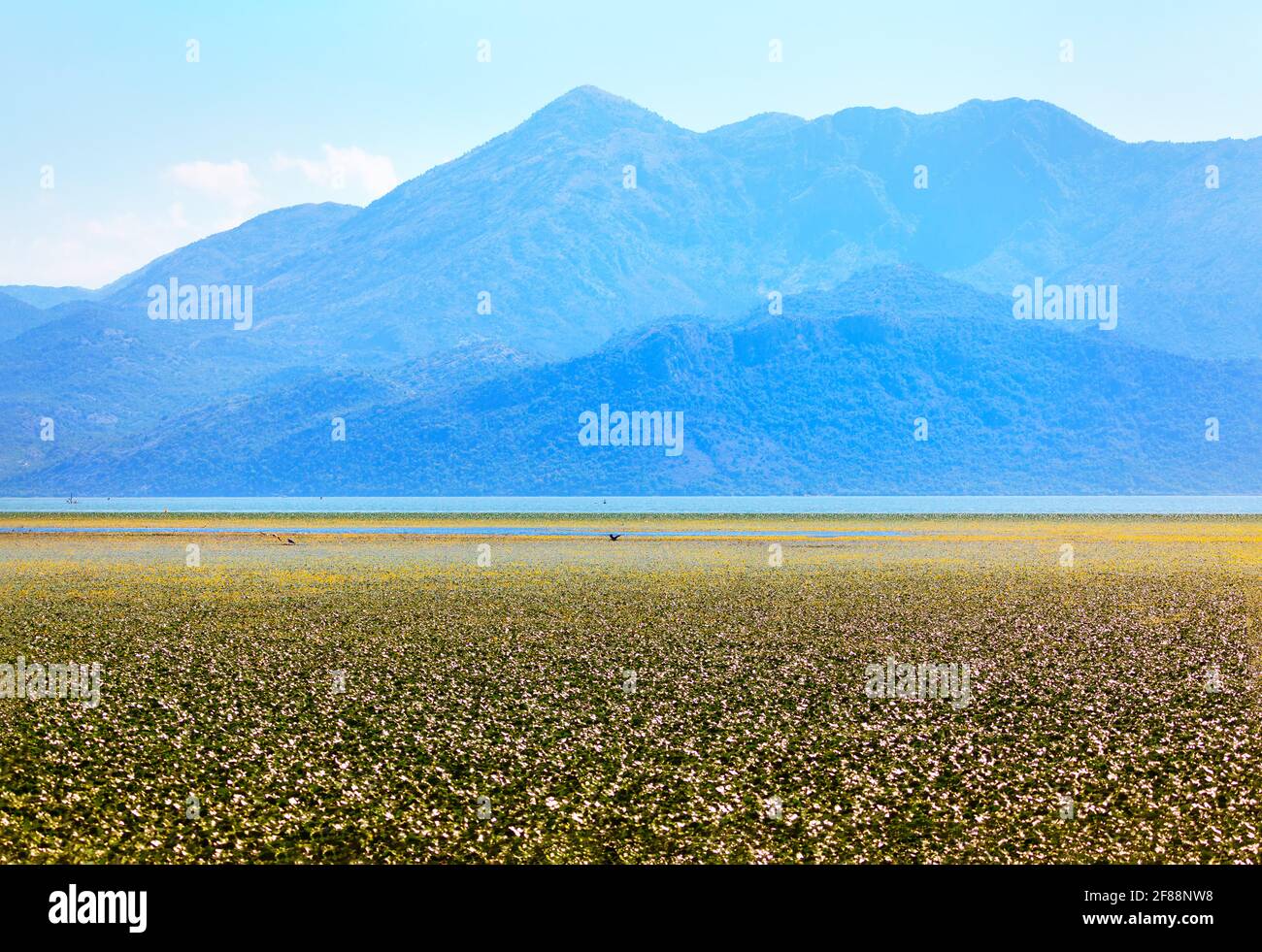 Lake Skadar Albania and Balkans mountains view . Swamp vegetation ...