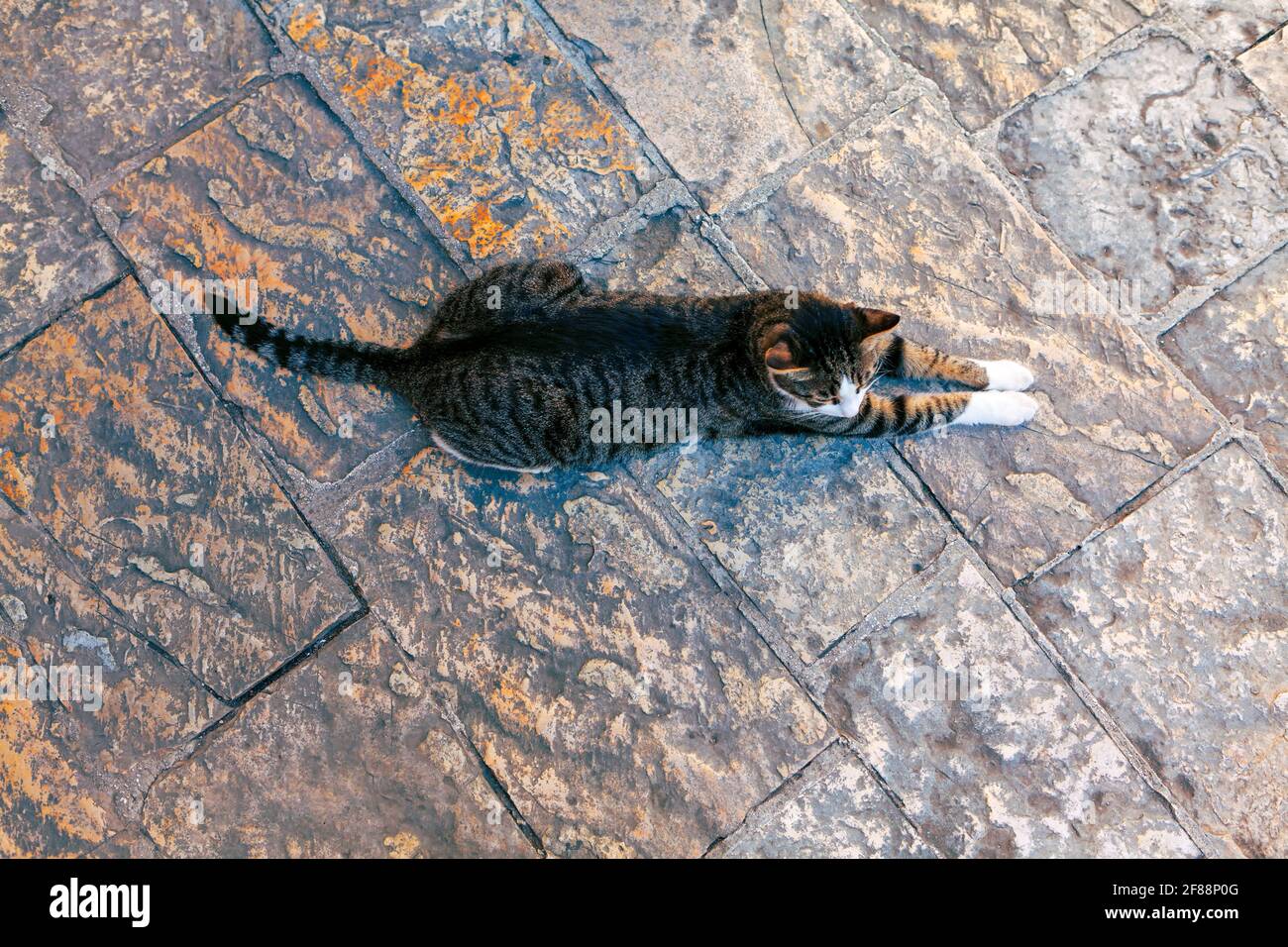 Cat Lying Flat with Legs Out, view from above . Feline lying on the ...