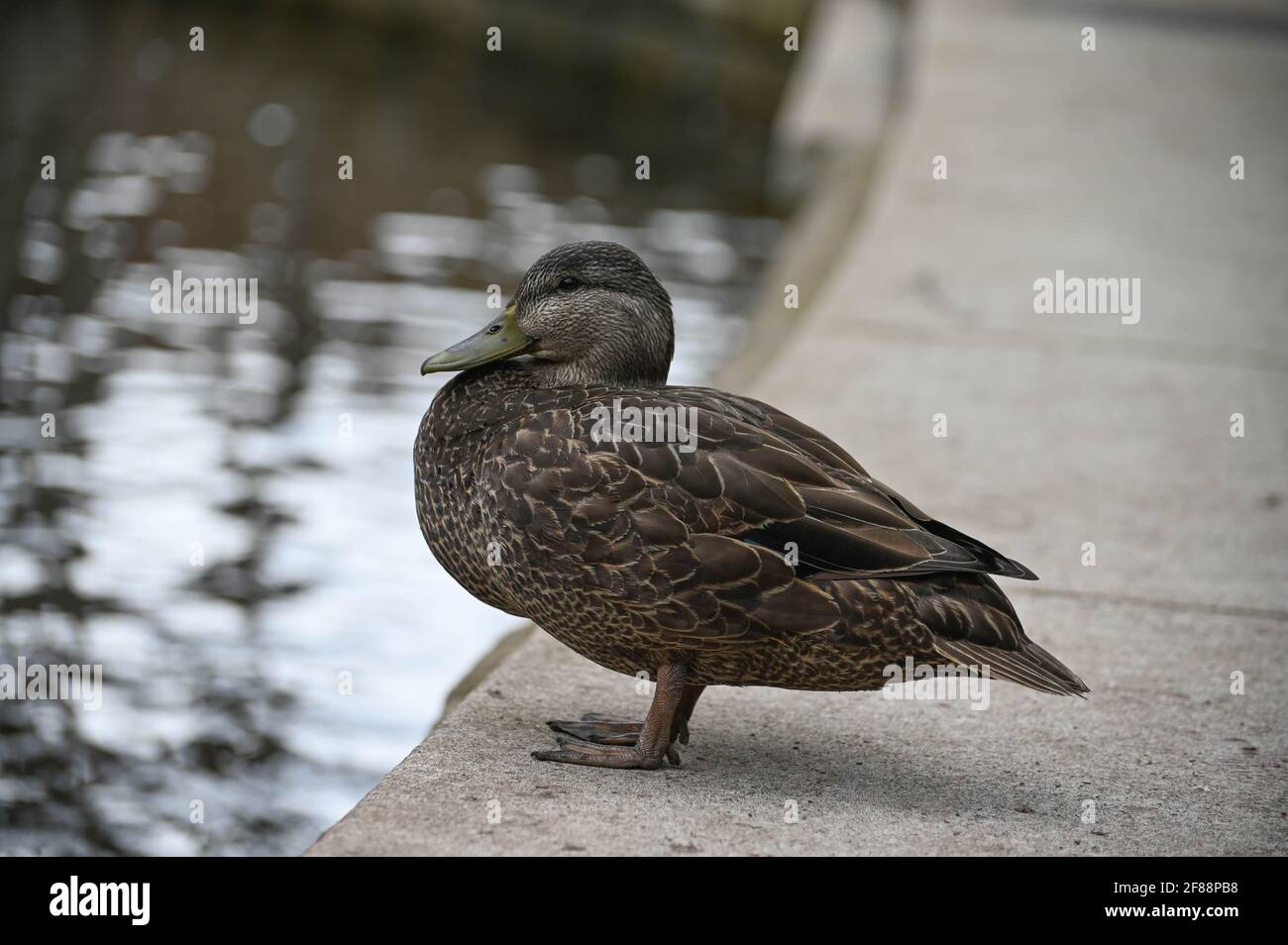 Mallard duck of North America Stock Photo - Alamy