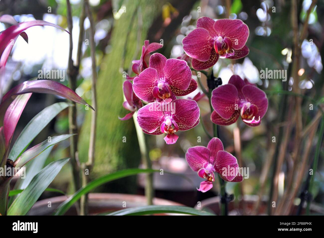 Beautiful oriental orchid flowers in a summer tropical garden Stock ...