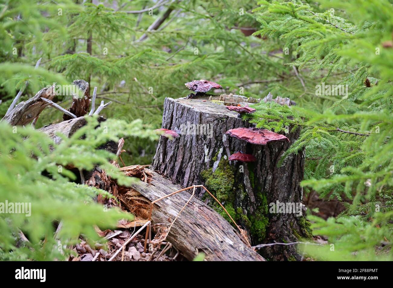 Large tall tree vancouver hi-res stock photography and images - Alamy