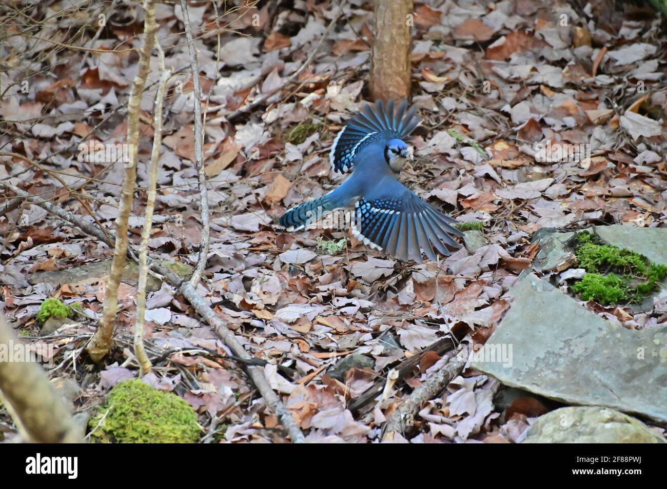 Blue Jay Wings