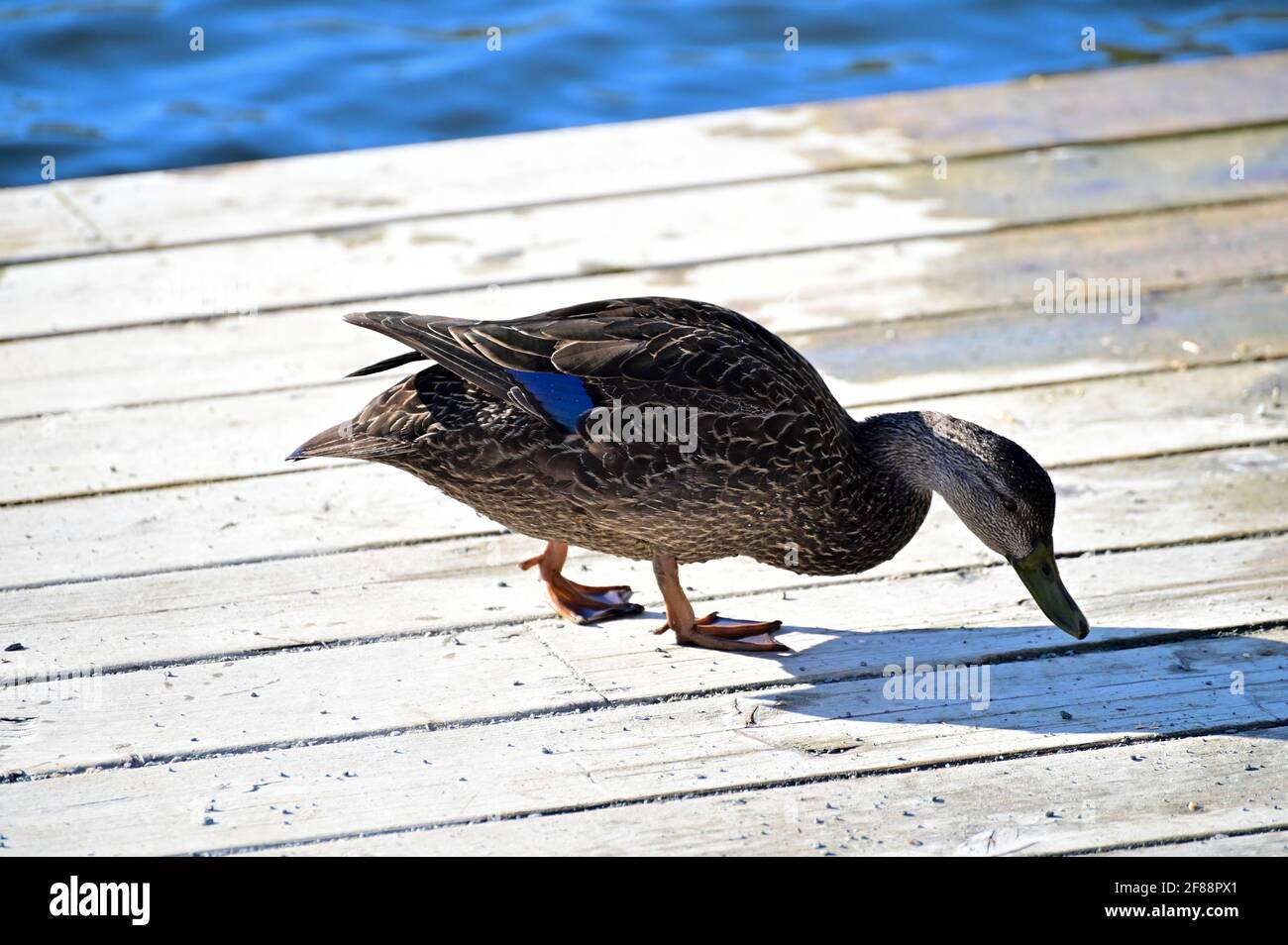 Free images of ducklings hi-res stock photography and images - Alamy