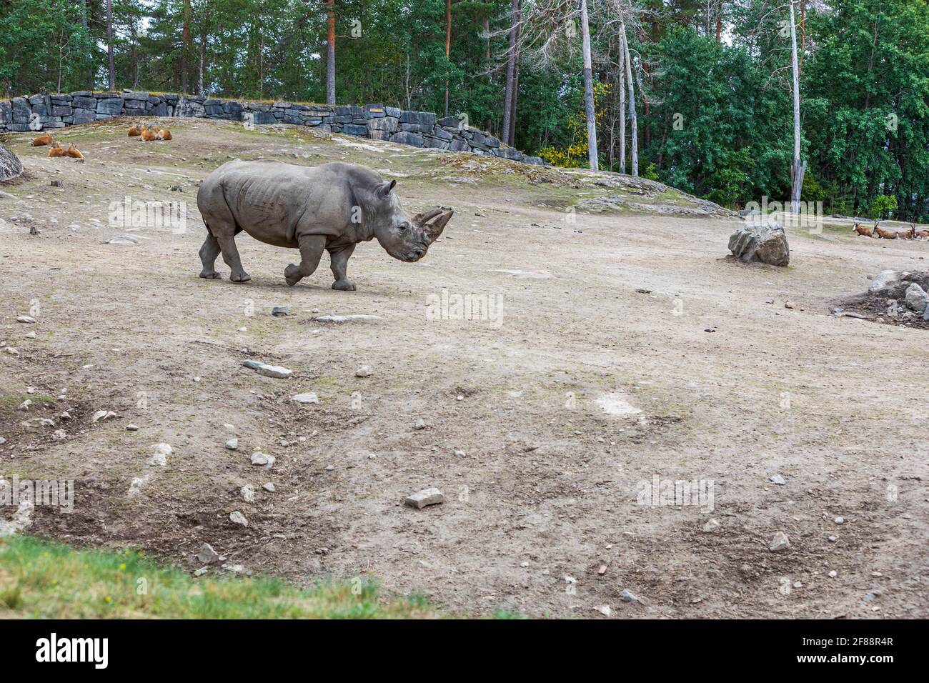 Beautiful view of rhino in zoo aviary. Wildlife outdoor park. Sweden ...