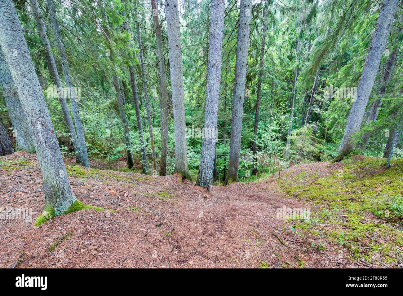 Beautiful nature forest landscape view. Path between tall trees. Sweden ...