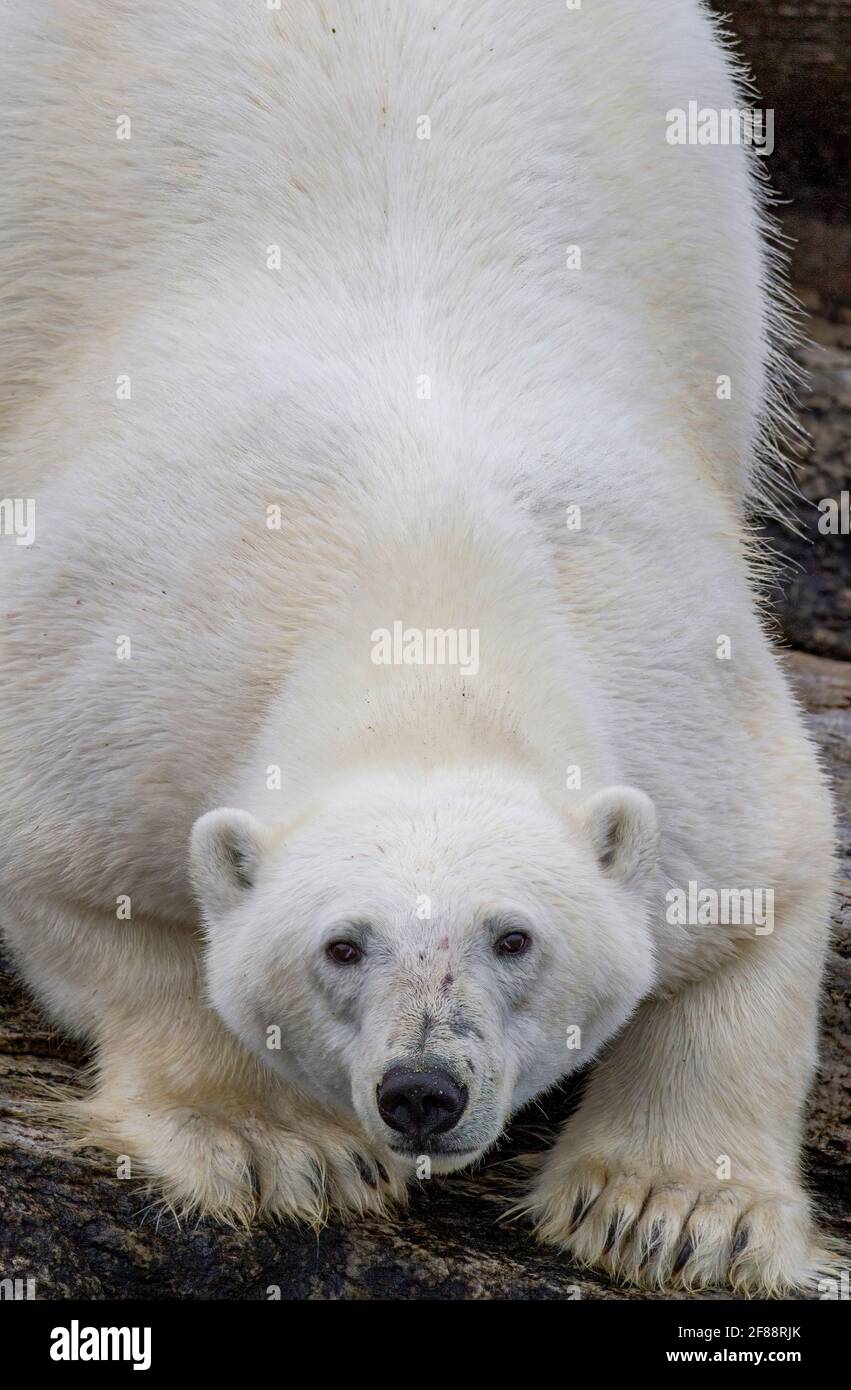 Polar bear ready to pounce in the Canadian Arctic Stock Photo - Alamy