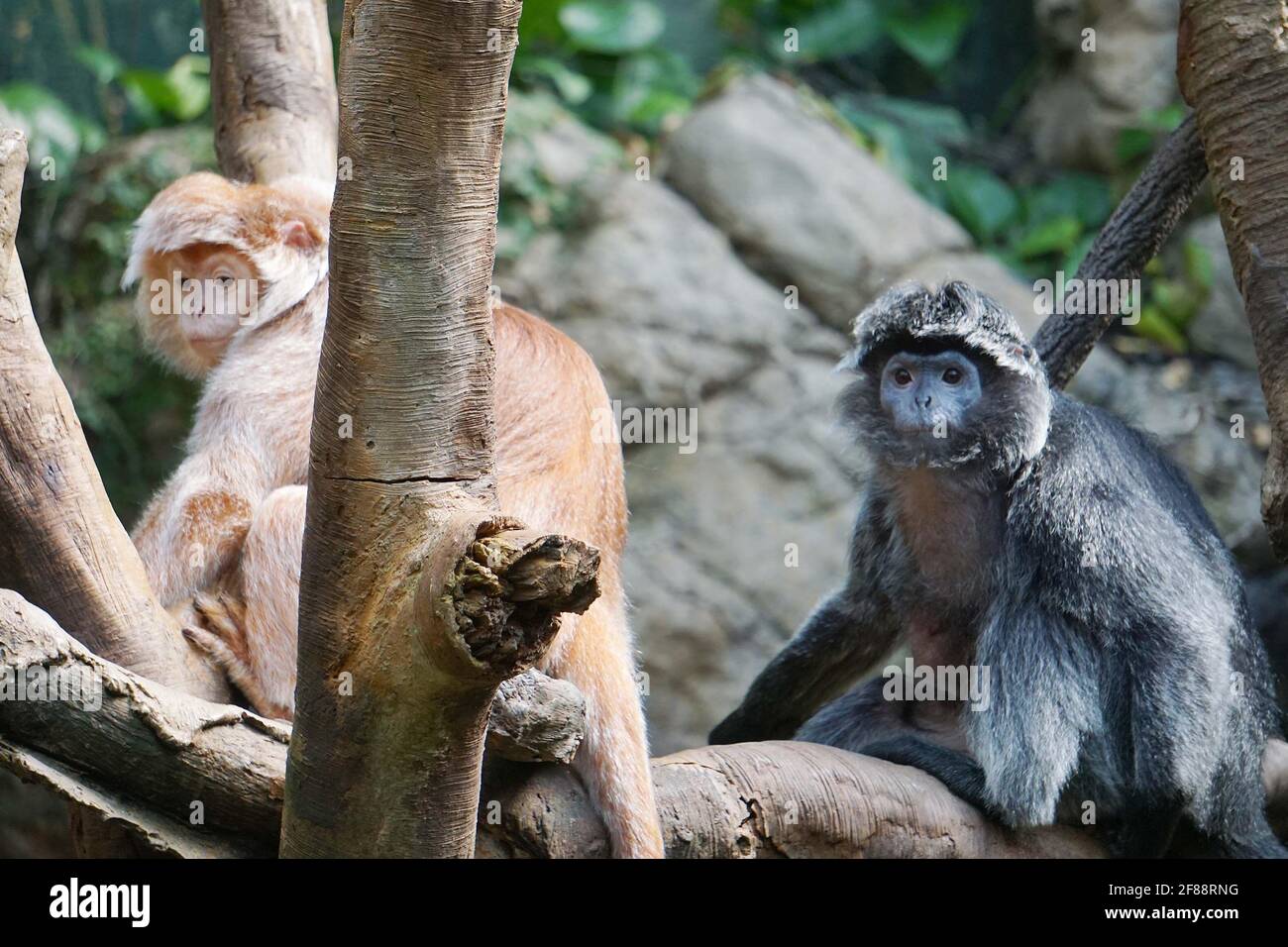 Bronx - NY - 20200907-MonkeysCrocodiles and Zebras at the Bronx Zoo ...