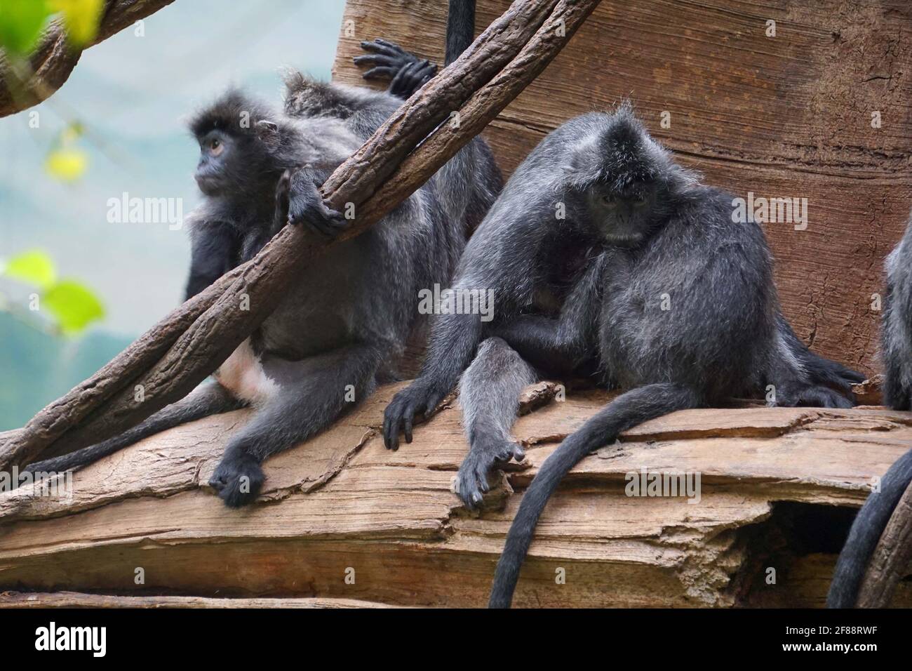 Bronx - NY - 20200907-MonkeysCrocodiles and Zebras at the Bronx Zoo ...