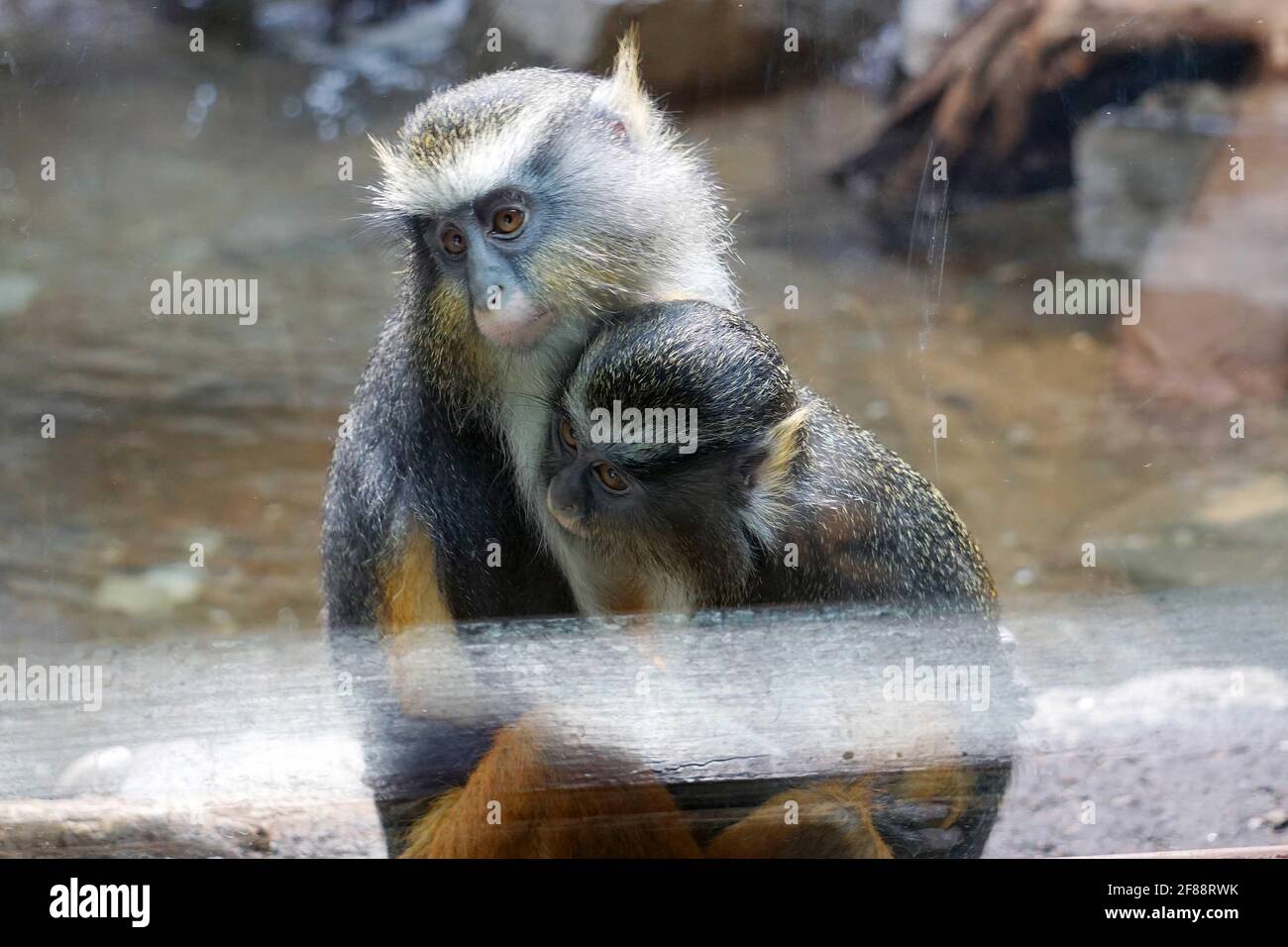 Bronx - NY - 20200911-Animals at Tiger Mountain and Congo Gorilla ...
