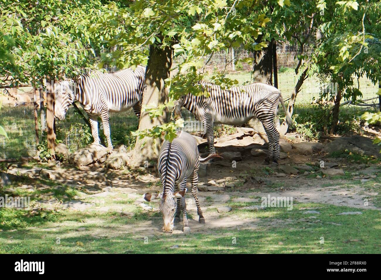 Bronx Zoo Zebras