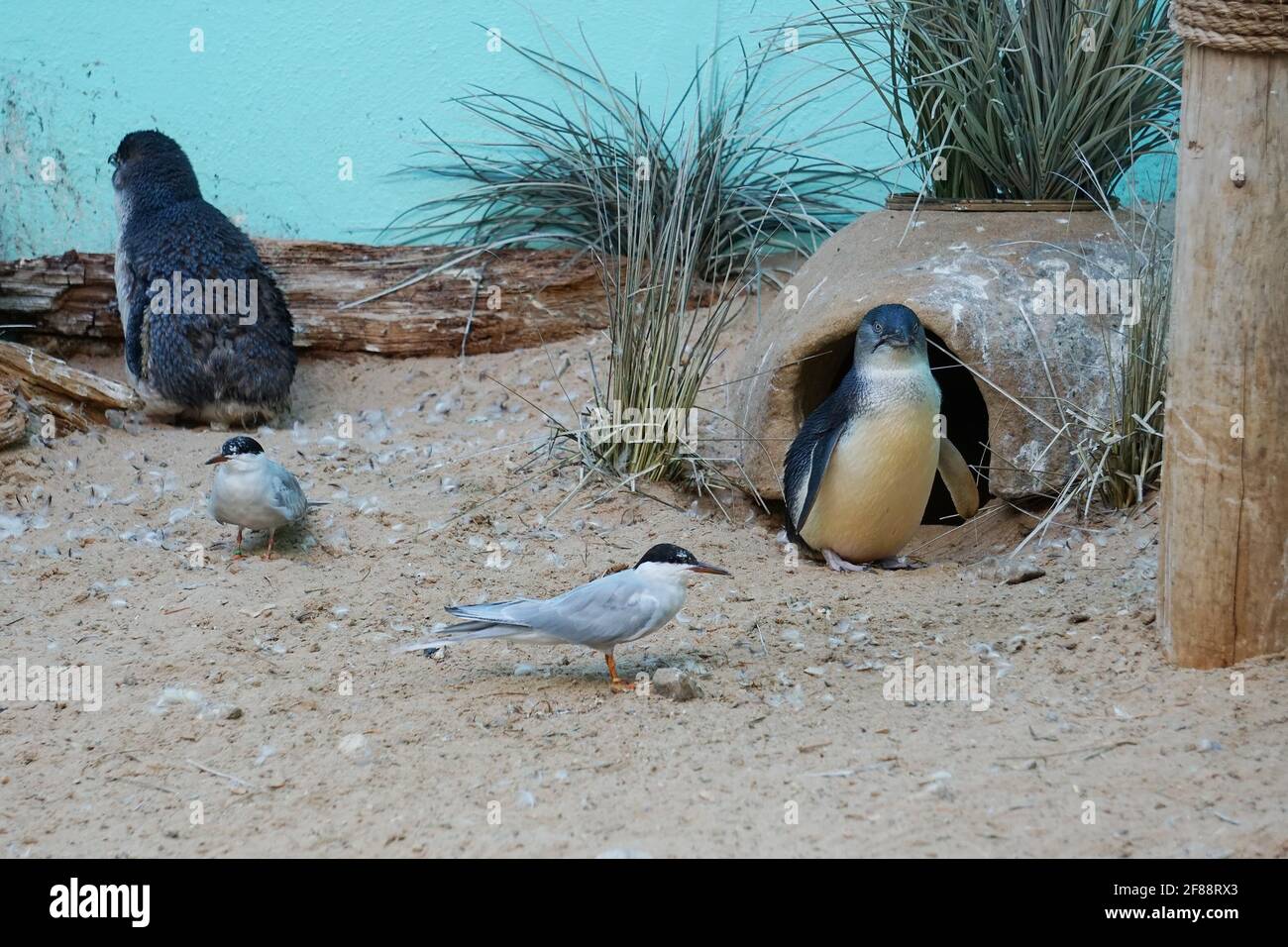 Bronx - NY - 20200904-Bronx Zoo Finally Fully Reopens to Guests After ...
