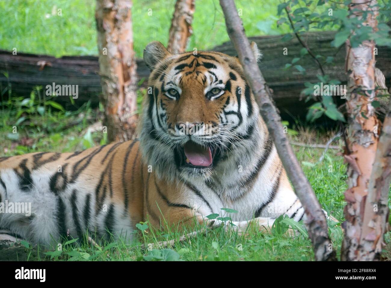 Bronx Zoo Tiger Mountain