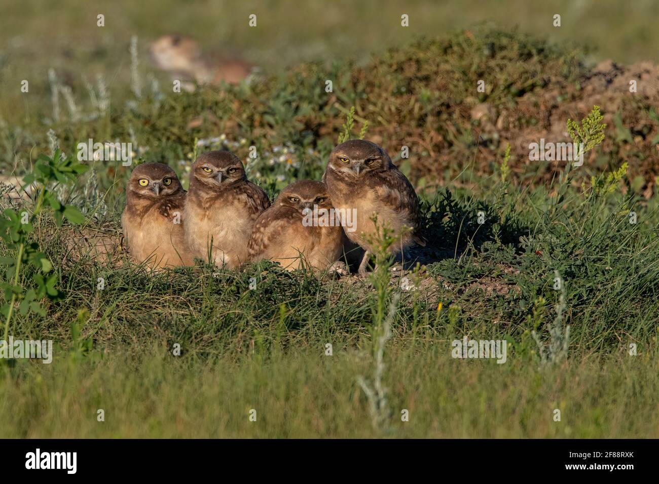 Grasslands owl hi-res stock photography and images - Alamy