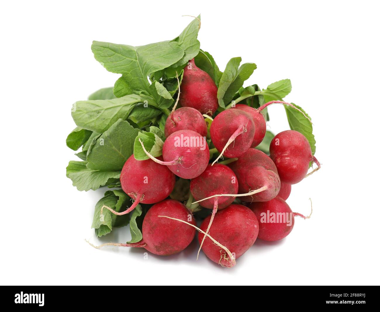 bunch of ripe radishes isolated on white background Stock Photo - Alamy