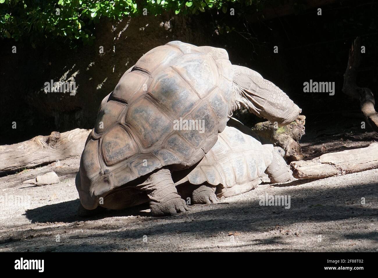 Bronx - NY - 20200904-Bronx Zoo Finally Fully Reopens to Guests After ...