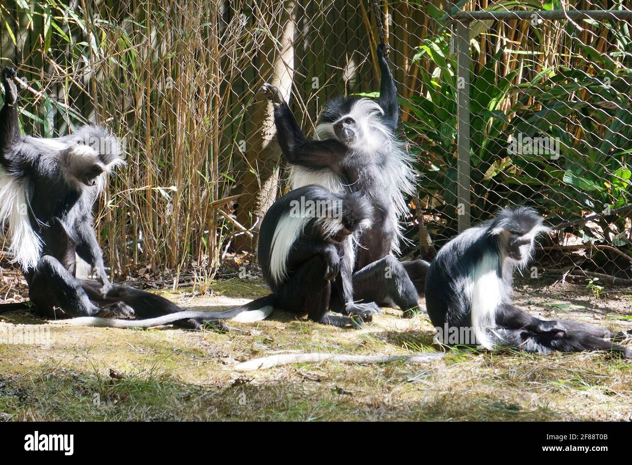 Bronx - NY - 20200911-Animals at Tiger Mountain and Congo Gorilla ...