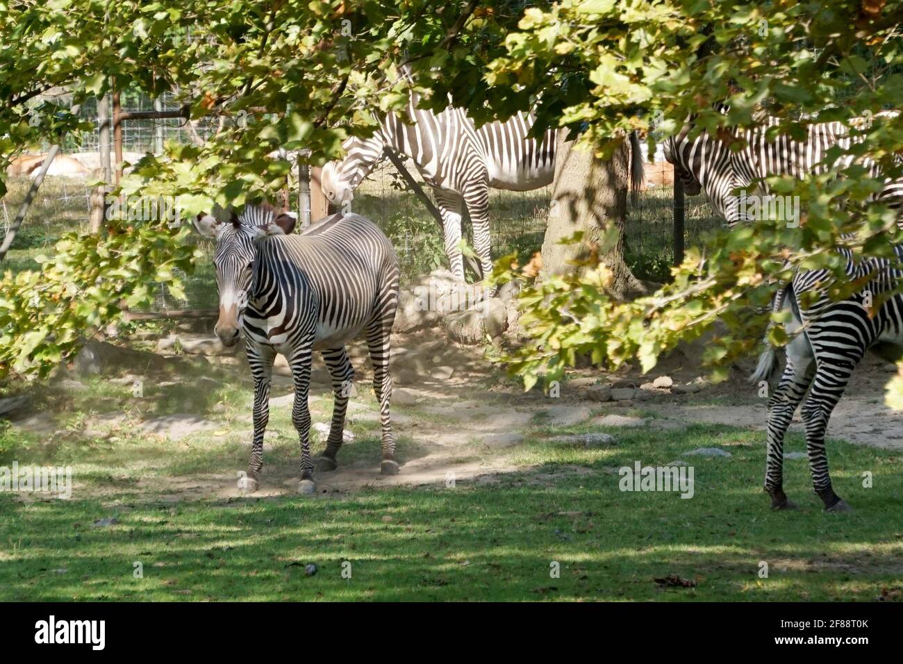 Bronx Zoo Zebras