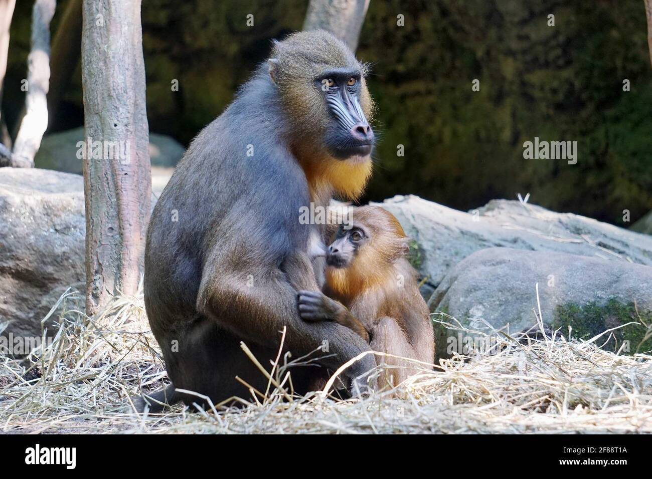 Bronx - NY - 20200911-Animals at Tiger Mountain and Congo Gorilla ...