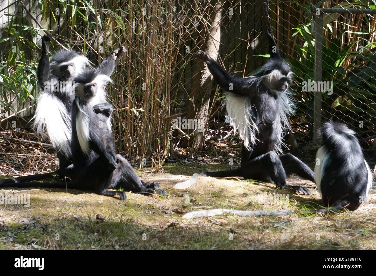 Bronx - NY - 20200911-Animals at Tiger Mountain and Congo Gorilla ...