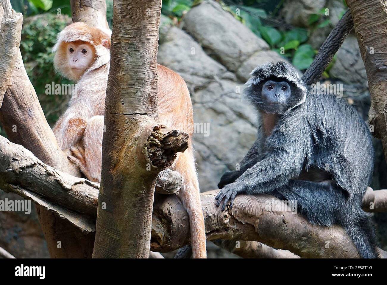 Bronx - NY - 20200907-MonkeysCrocodiles and Zebras at the Bronx Zoo ...