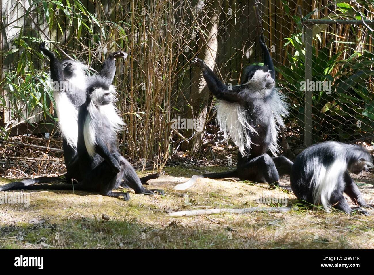 Bronx - NY - 20200911-Animals at Tiger Mountain and Congo Gorilla ...