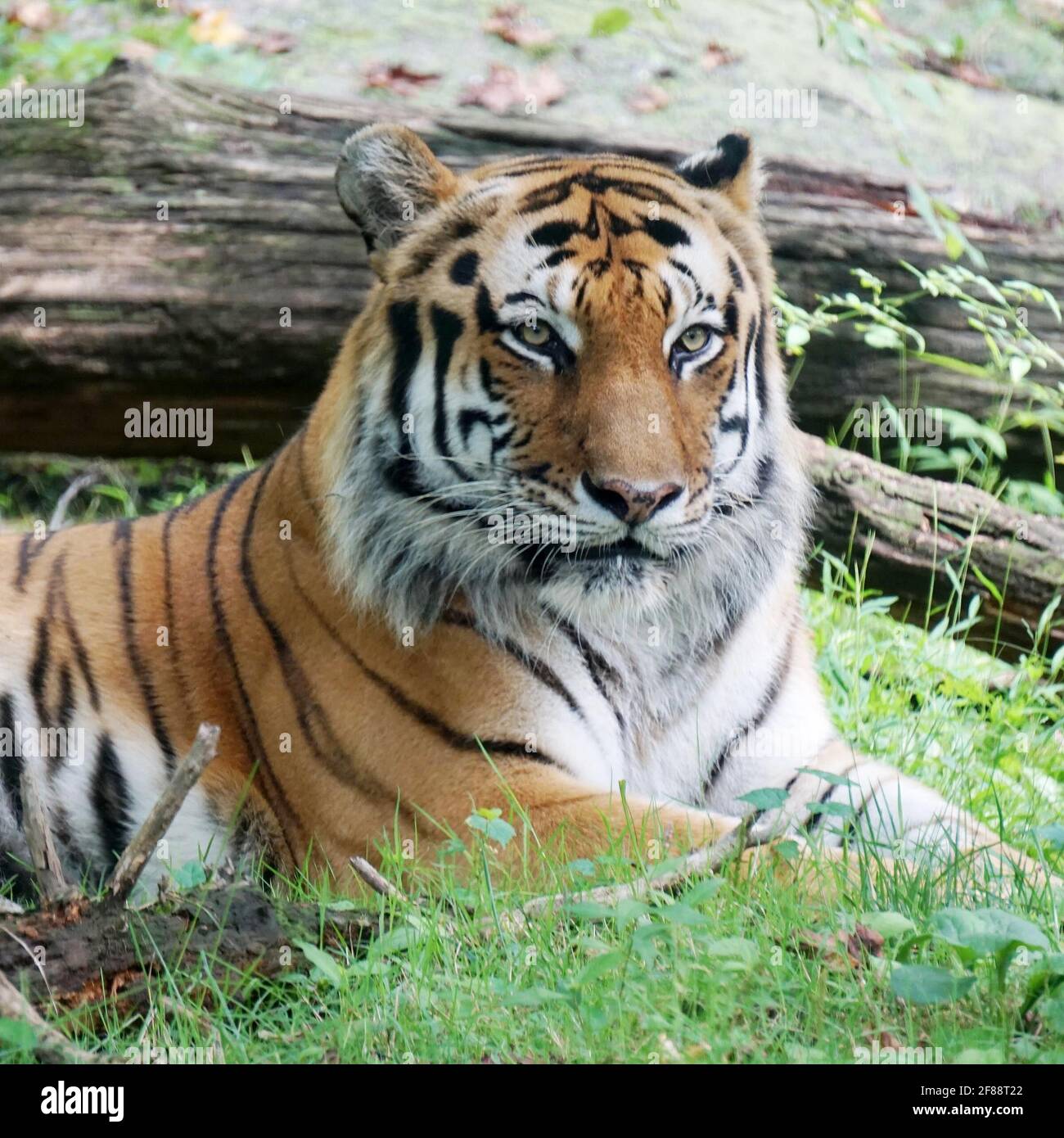 Bronx Zoo Tiger Mountain