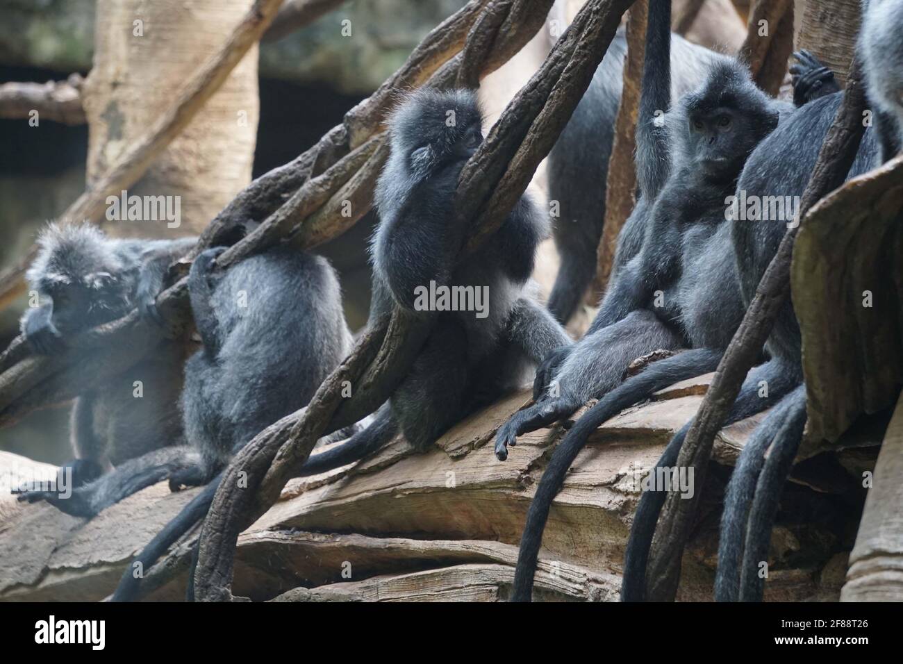 Bronx - NY - 20200907-MonkeysCrocodiles and Zebras at the Bronx Zoo ...