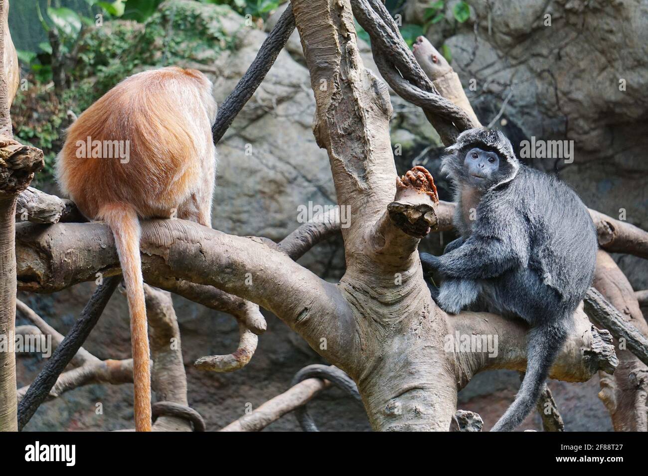 Bronx - NY - 20200907-MonkeysCrocodiles and Zebras at the Bronx Zoo ...